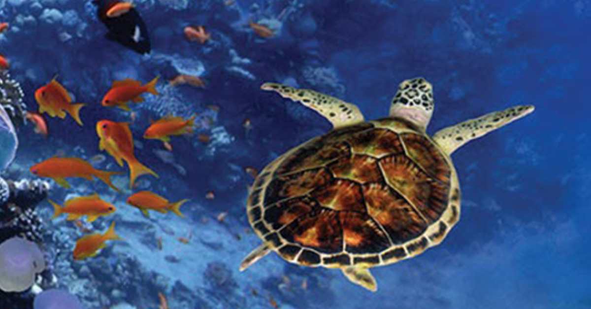 Ocean Bound Plasticsby Drew Schwartz: a New Source of Raw Materials ...